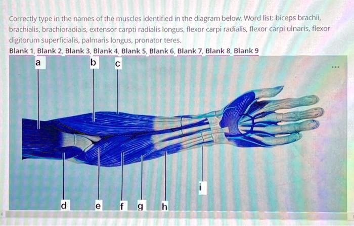 Correctly type in the names of the muscles identified in the diagram below. Word list: biceps ...