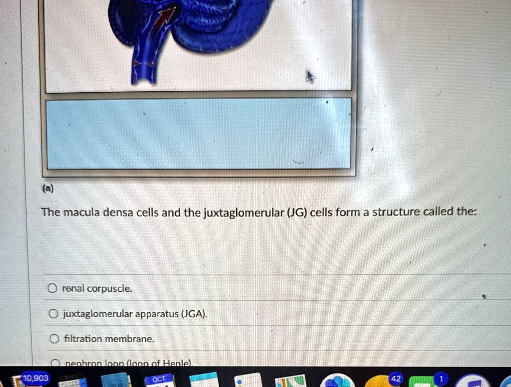 The macula densa cells and the juxtaglomerular (JG) cells form a ...