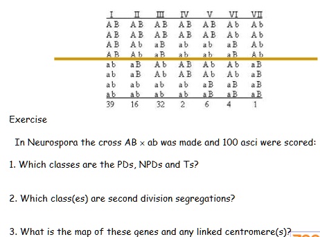 SOLVED: 1 1 0 1 4 ] 46 # 1 # # 3 Exercise In Neurospora the cross AB ab ...
