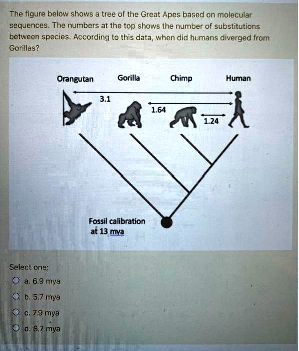 The figure below shows a tree of the Great Apes based… - SolvedLib The figure below shows a tree of the Great Apes based… - SolvedLib