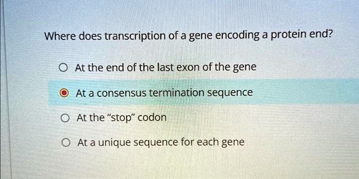 Where does transcription of a gene encoding a protein end? ? At the end ...