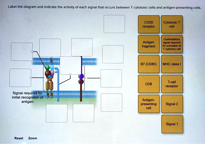 SOLVED: Label the diagram and indicate the activity each signal that ...