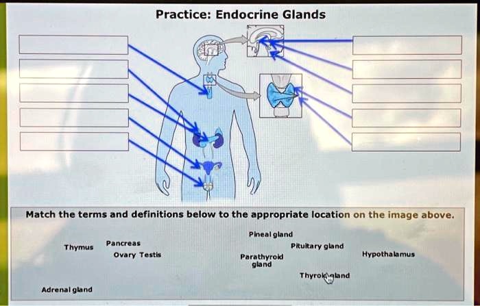 SOLVED: Texts: Practice: Endocrine Glands Match the terms and ...