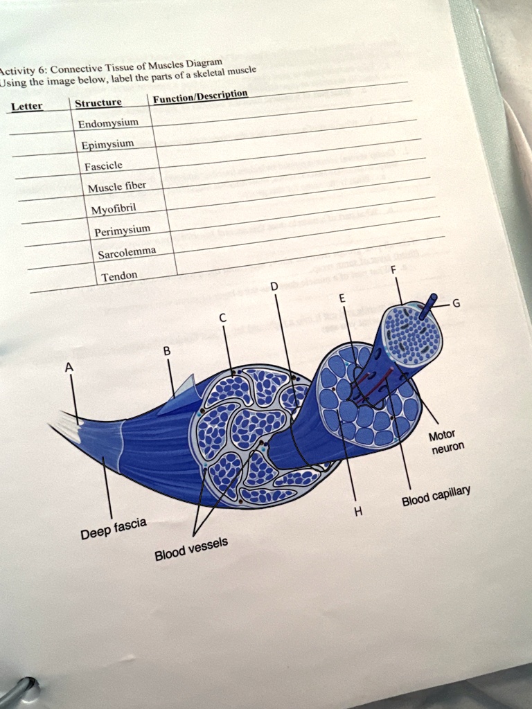 Activity 6: Connective Tissue of Muscles Diagram Using the image below ...