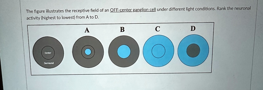SOLVED: The figure illustrates the receptive field of an OFF-center ...