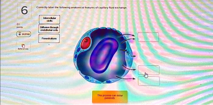 6 Correctly label the following anatomical features of capillary fluid ...