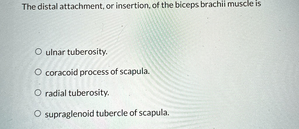 the distal attachment or insertion of the biceps brachii muscle is o ...