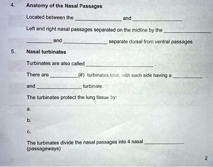 SOLVED: Anatomy of the Nasal Passages Located between the left and ...