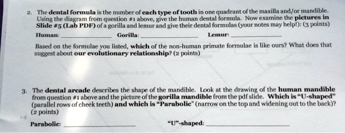 SOLVED: The dental formula is the number of each type of tooth in one ...
