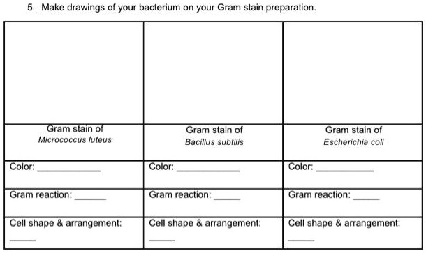 SOLVED: Make drawings of your bacterium on your Gram stain preparation ...