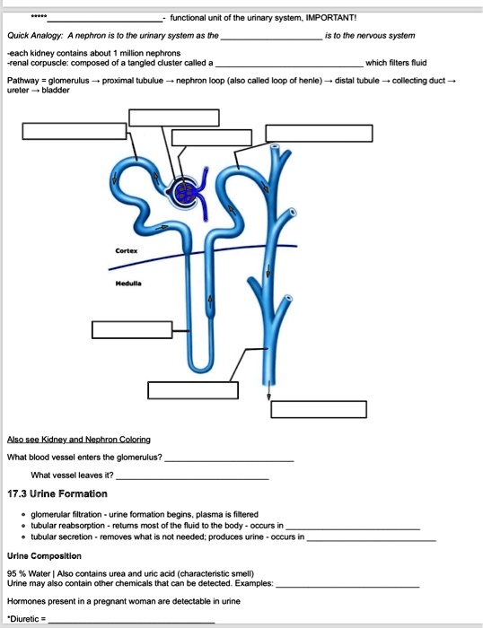 Functional Unit of the Urinary System, IMPORTANT! Quick Analogy: A ...