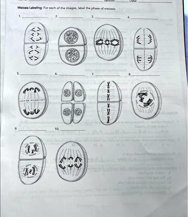 35 Label The Phases Of Meiosis Labels Design Ideas 2020