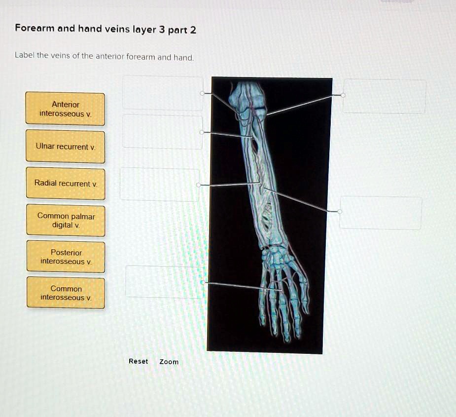 Forearm and hand veins layer 3 part 2 Label the veins of the anterior ...