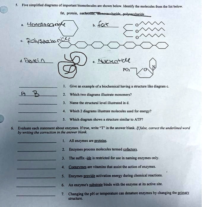 Five simplified diagrams of important biomolecules arc shown...