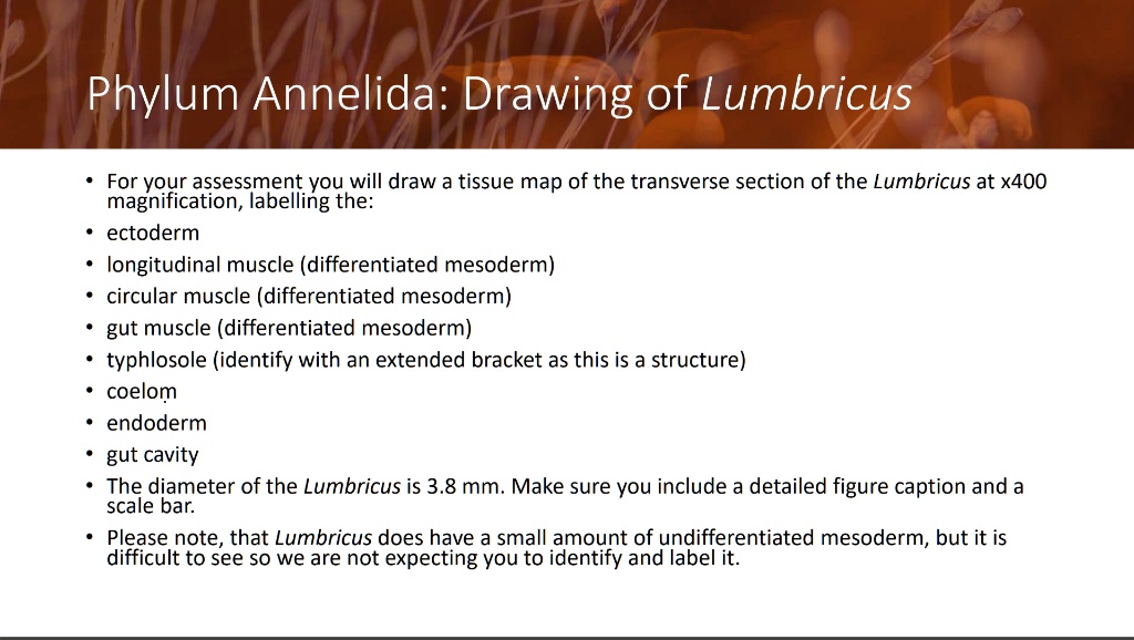 SOLVED: Phylum Annelida: Drawing of Lumbricus For your assessment you ...