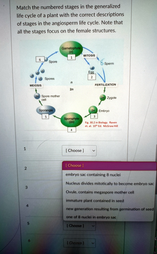 Match the numbered stages in the generalized life cycle of a plant with ...