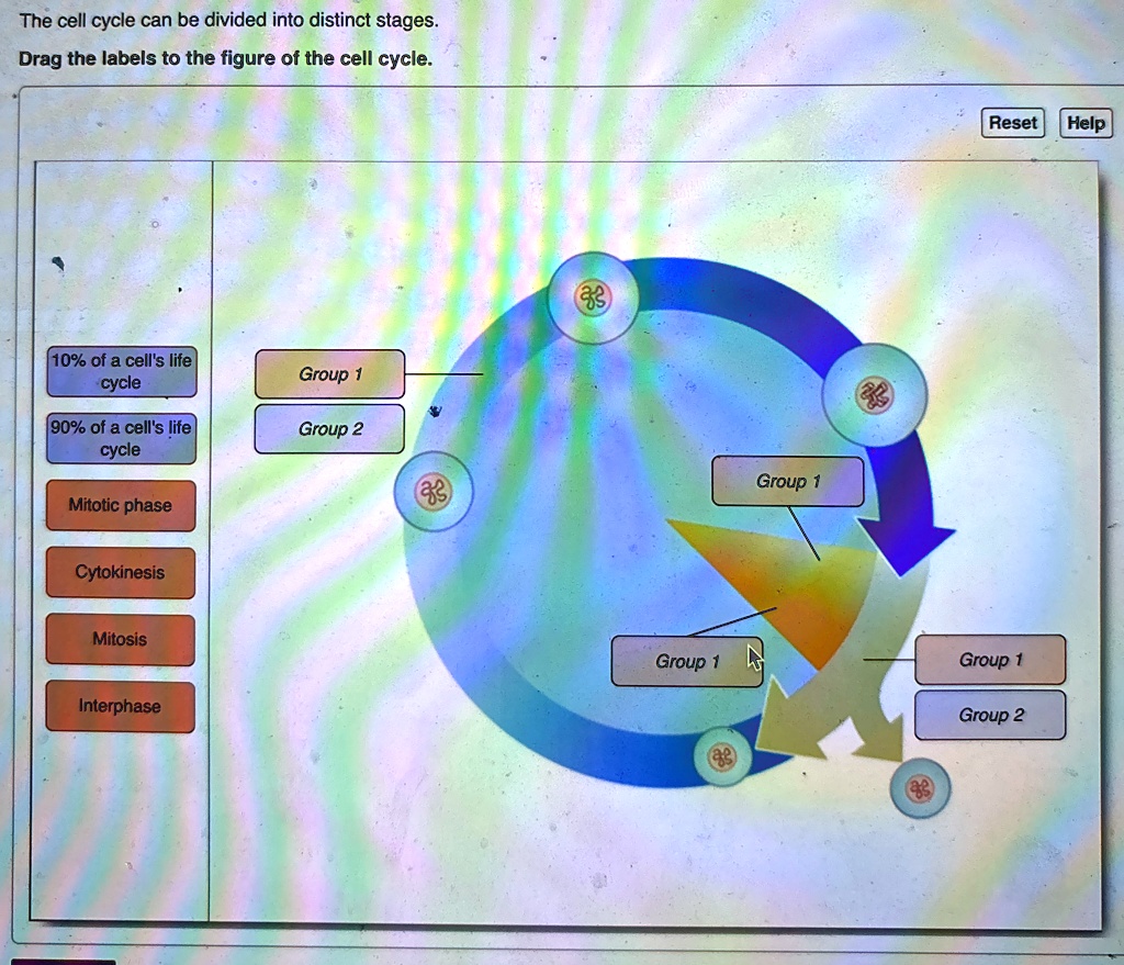 The cell cycle can be divided into distinct stages. Drag the labels to ...