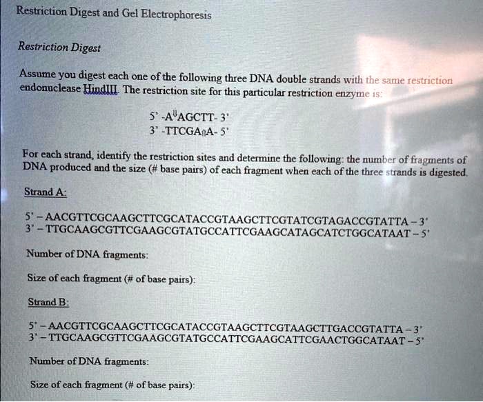 restriction digest and gel electrophoresis restriction digest assume you digest each one of the ...