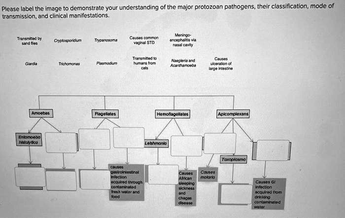 Please label the image to demonstrate your understanding of the major ...