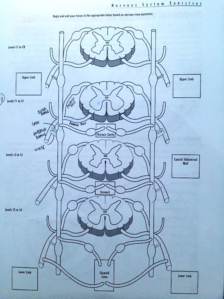 SOLVED: Please draw the neural pathway from input from a neuron in the ...