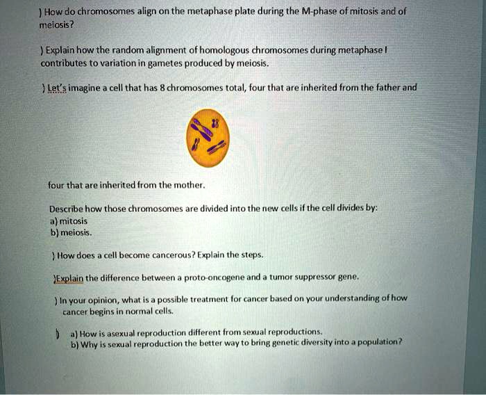 SOLVED: How do chromosomes align on the metaphase plate during the M ...