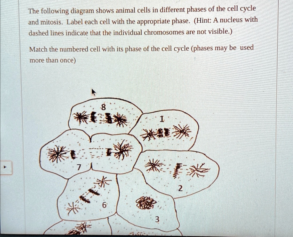 SOLVED: The following diagram shows animal cells in different phases of ...