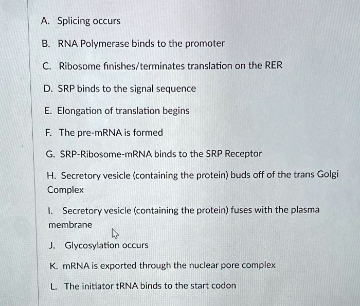 Splicing occurs. RNA Polymerase binds to the promoter. Ribosome ...