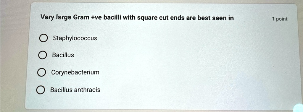 Very large Gram +ve bacilli with square cut ends are best seen in ...