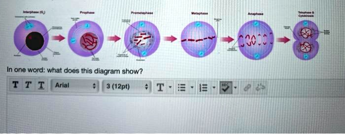 Interphase (G1) Prophase Prometaphase Metaphase Anaphase Telophase ...