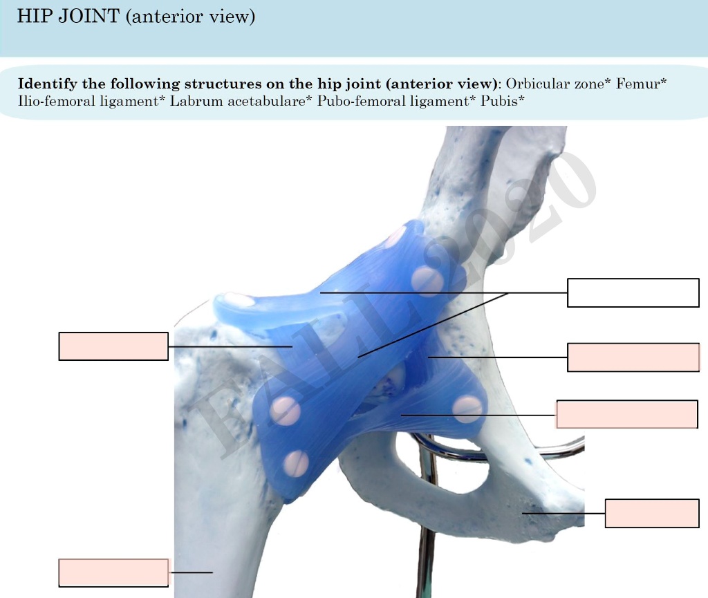 SOLVED: HIP JOINT (anterior view) Identify the following structures on ...