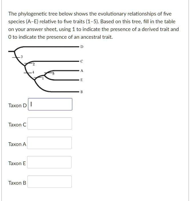 the phylogenetic tree below shows the evolutionary relationships of ...