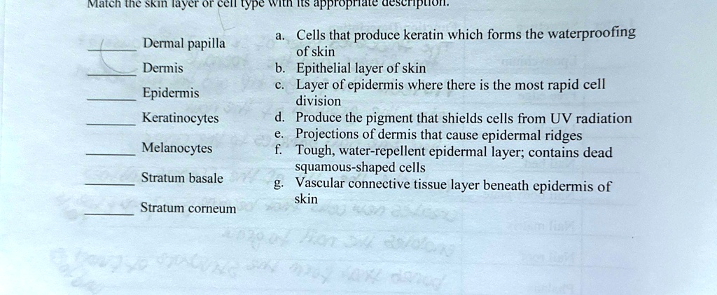 Match the skin layer or cell type with its appropriate description ...