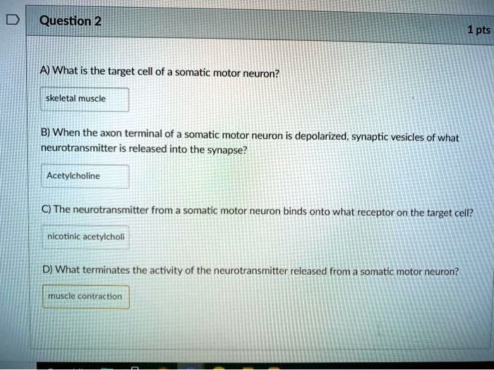 SOLVED:Question 2 1 pts What " is the target cell of a somatic motor neuron? skeletal muscle ...