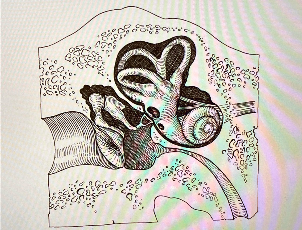 SOLVED: Label the following: 1) cerminous glands 2) tympanic cavity 3 ...