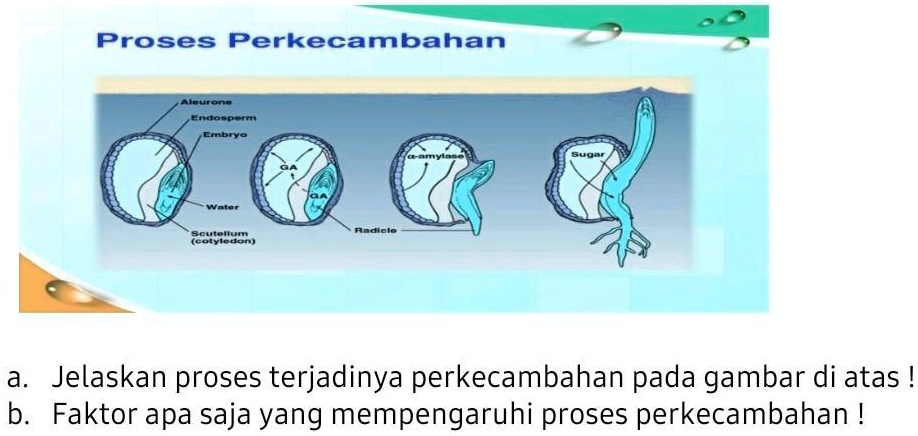 SOLVED: a. Jelaskan proses terjadinya perkecambahan pada gambar di atas ... SOLVED: a. Jelaskan proses terjadinya perkecambahan pada gambar di atas ...