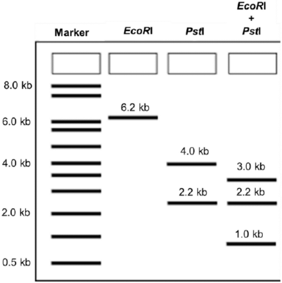 EcoRI + Marker EcoRI Pstl Pstl 8.0 kb 6.2 kb 6.0 kb 4.0 kb 4.0 kb 3.0 kb 2.2 kb 2.2 kb 2.0 kb 0. ...