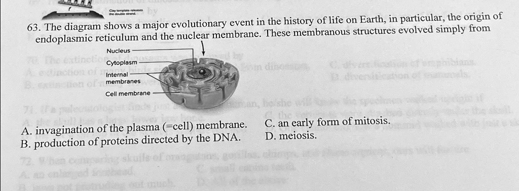 63. The diagram shows a major evolutionary event in the history of life ...
