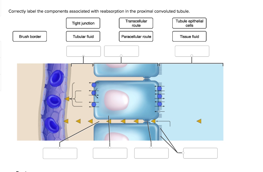 SOLVED: Correctly label the components associated with reabsorption in ...