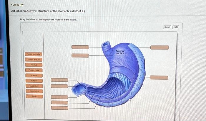 SOLVED: CH 22 HW Art-labeling Activity: Structure of the stomach wall ... SOLVED: CH 22 HW Art-labeling Activity: Structure of the stomach wall ...