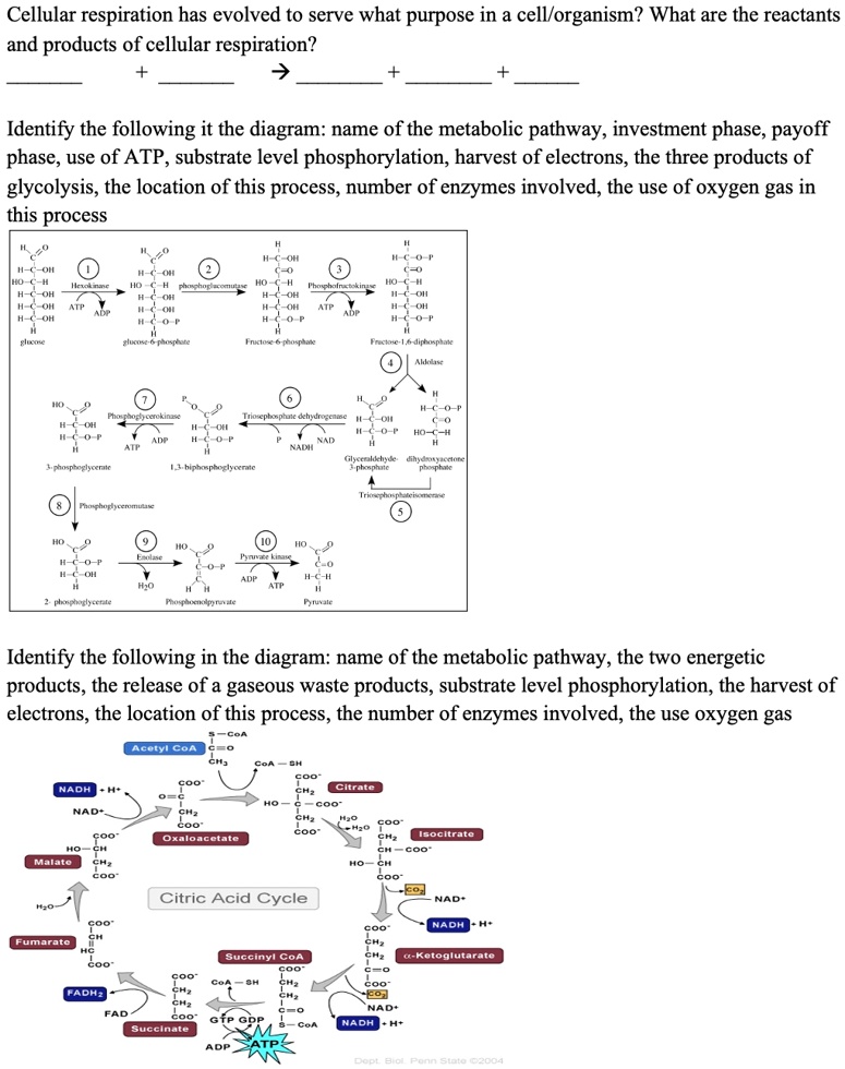 Cellular respiration has evolved to serve what purpose in a cell ...