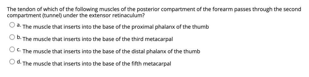 SOLVED: The tendon of which of the following muscles of the posterior ...