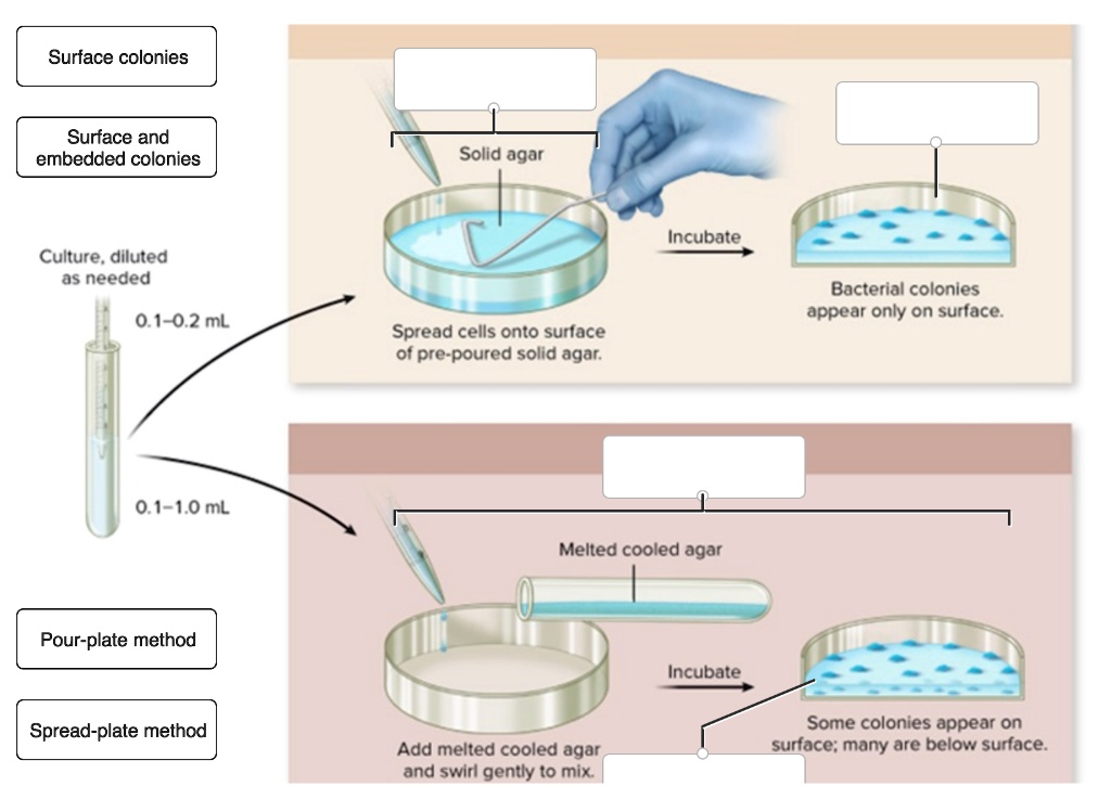 SOLVED:Surface colonies Surface and embedded colonies Solid agar ...