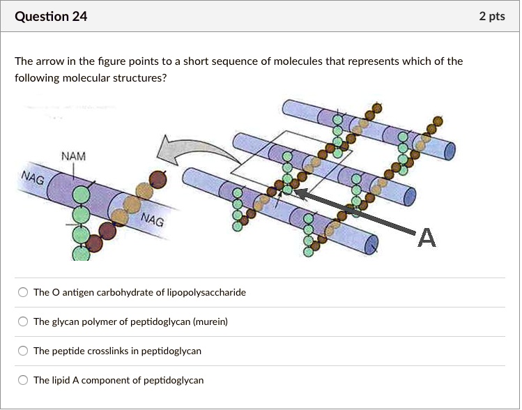 SOLVED: Question 24 2 pts The arrow in the figure points to short ...