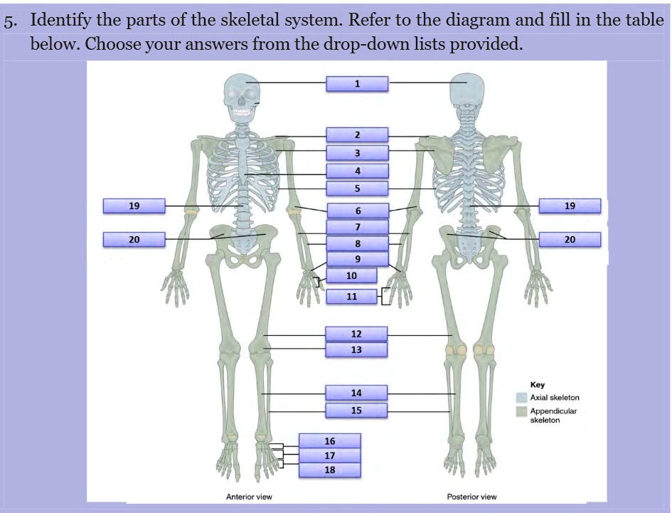 SOLVED: 5. Identify the parts of the skeletal system. Refer to the ...