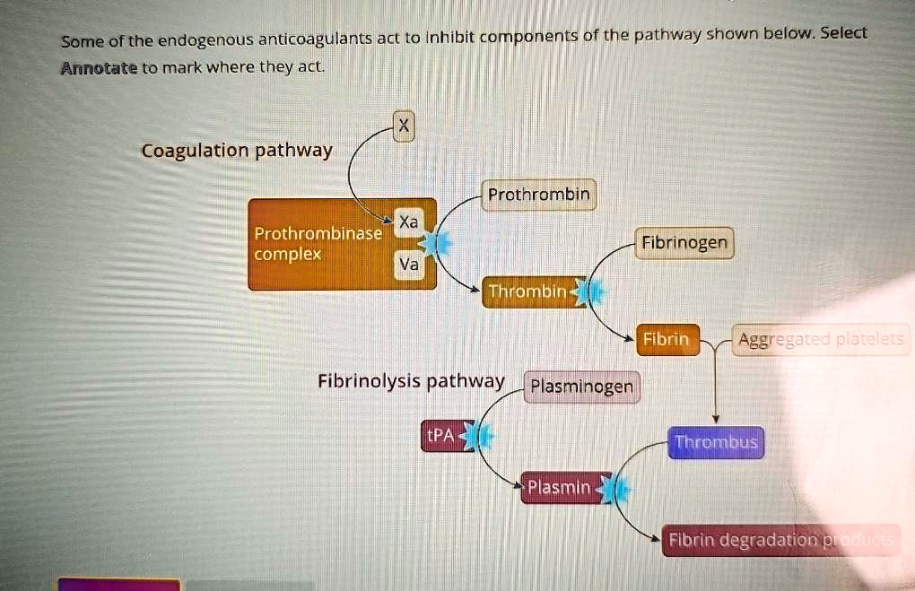 some of the endogenous anticoagulants act to inhibit components of the pathway shown below ...