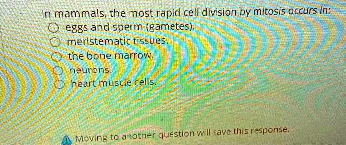 In mammals, the most rapid cell division by mitosis occurs...