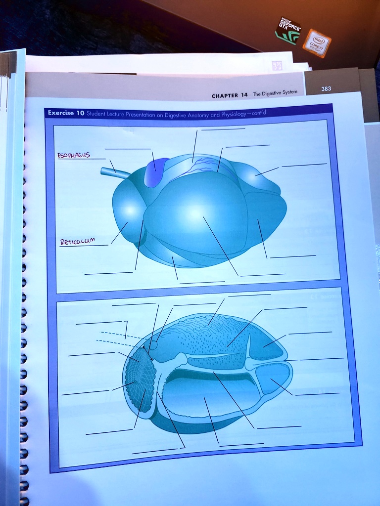 SOLVED: bovine digestive system 383 CHAPTER 14 The Digestive System ...