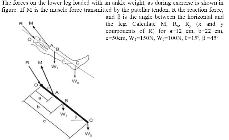 the forces on the lower leg loaded with an ankle weight as during ...