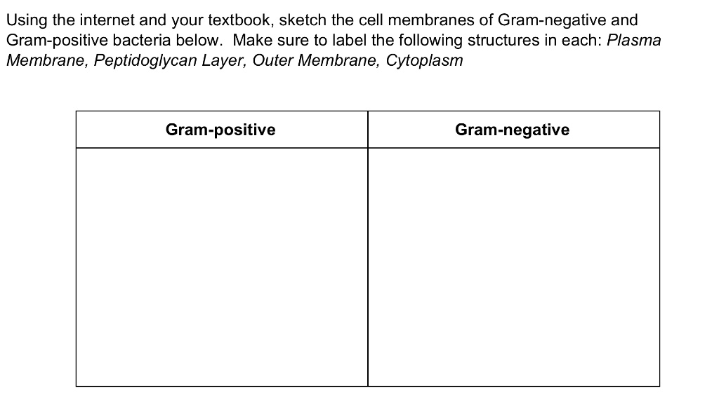 Using the internet and your textbook, sketch the cell membranes of Gram ...