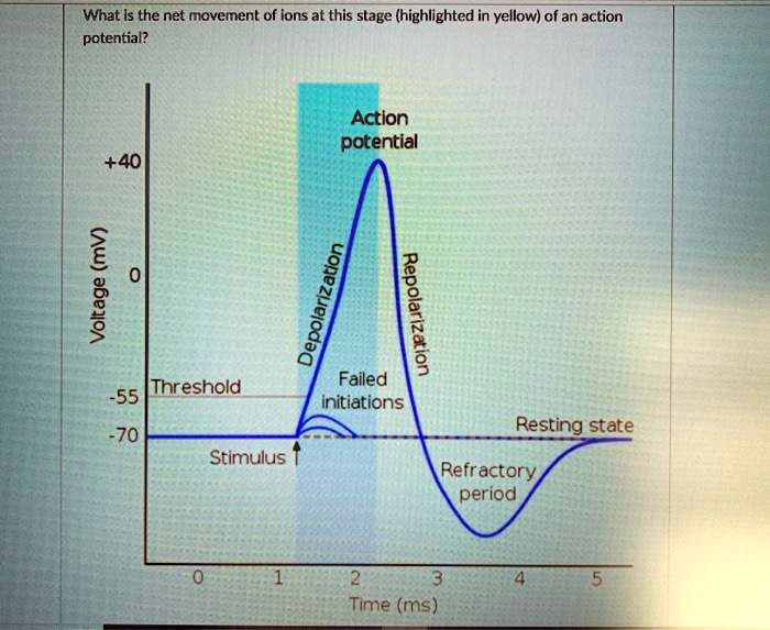 what is the net movement of ions at this stage highlighted in yellow of ...